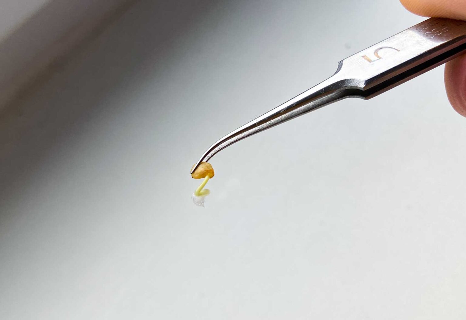 Die Chili-Vielfalt selbst angebaut | ROOT Cuisine